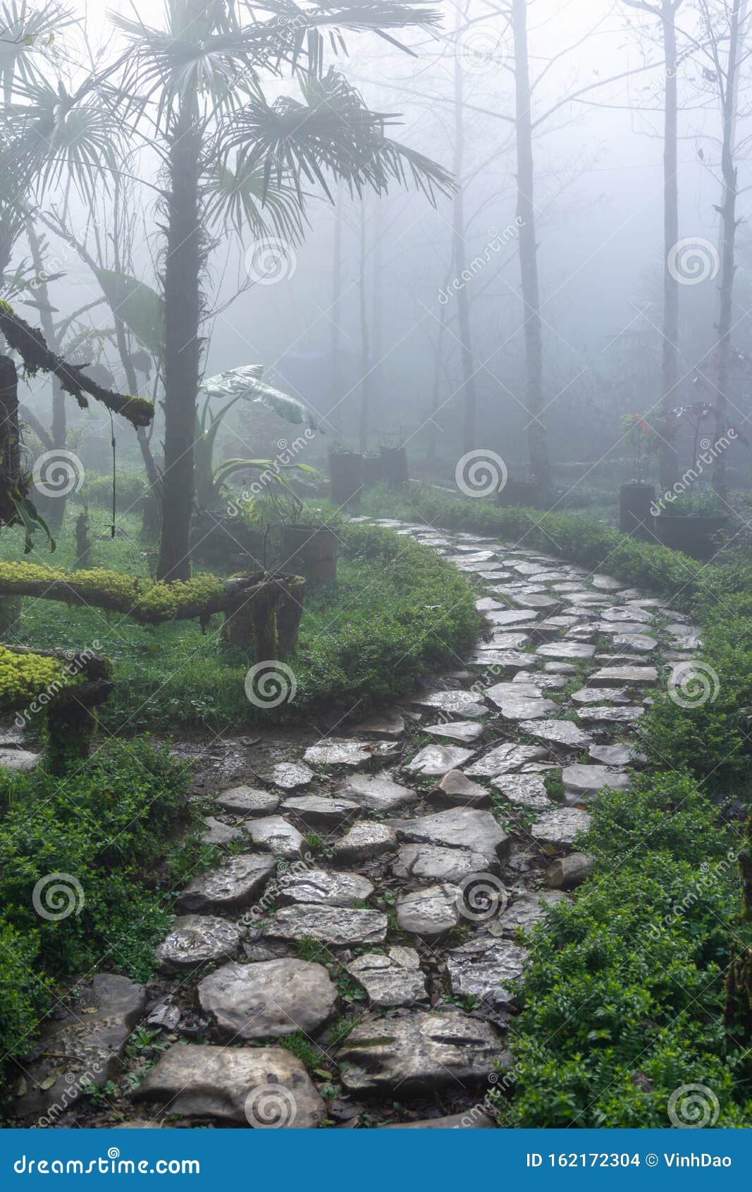 Wet Path in the Garden or Forest with Mist Stock Photo - Image of light ...