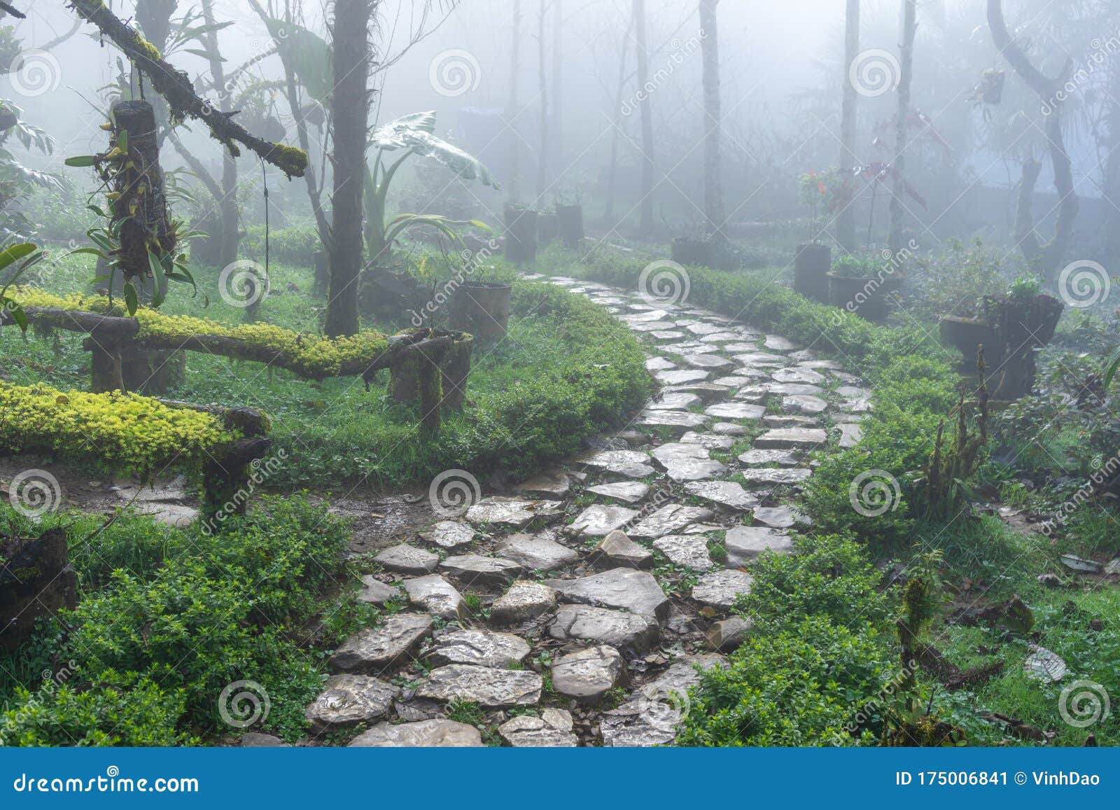 Wet Path in the Garden or Forest with Mist Stock Image - Image of ...
