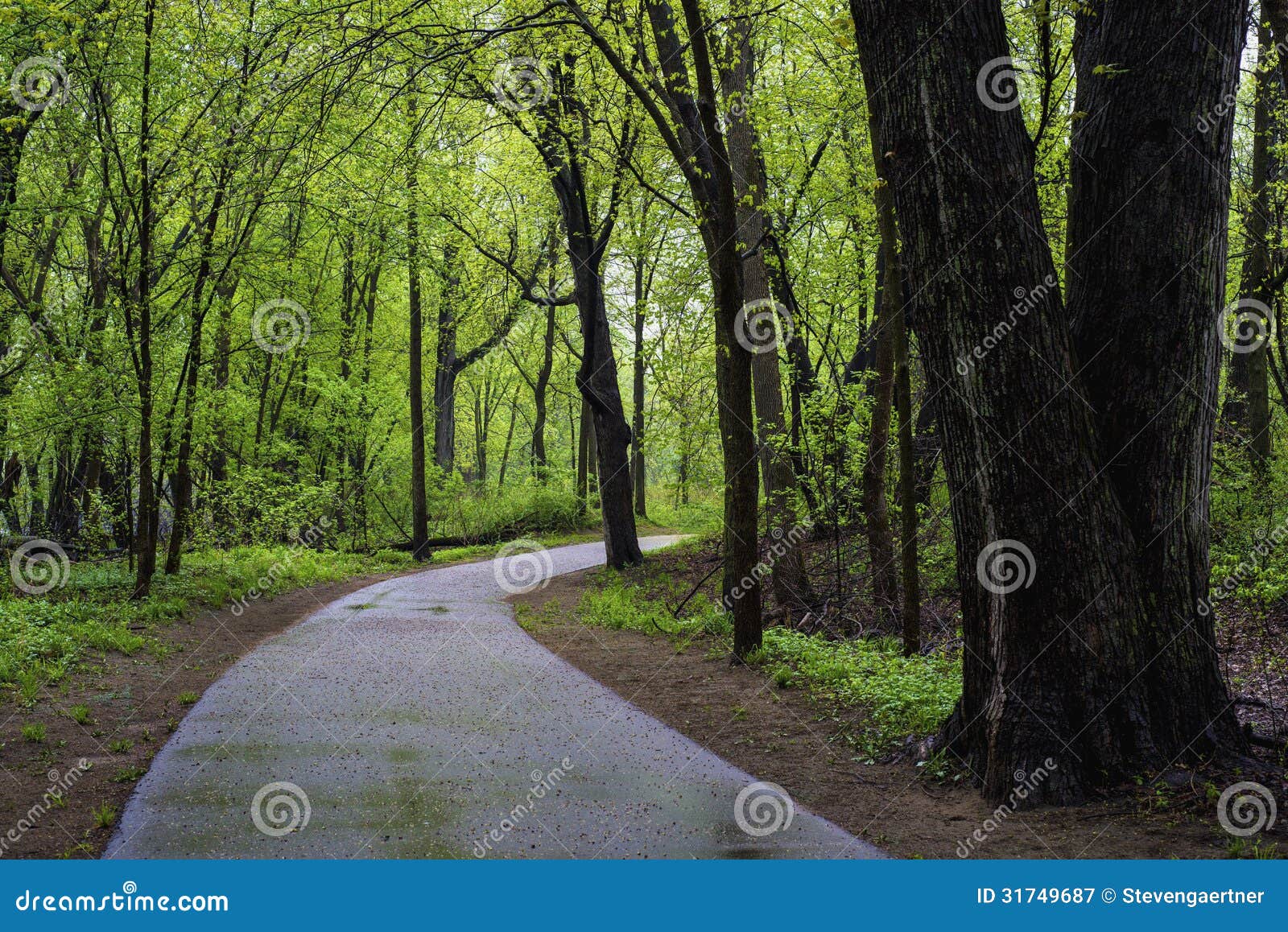 Wet path, spring stock image. Image of botanical, spring - 31749687