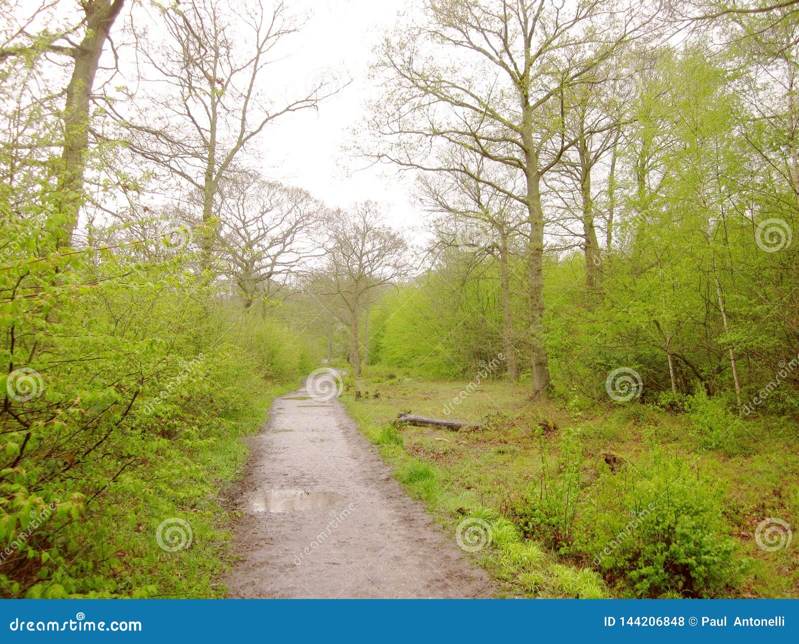 Wet Path - Walking on a Soggy Day Stock Photo - Image of hiking ...