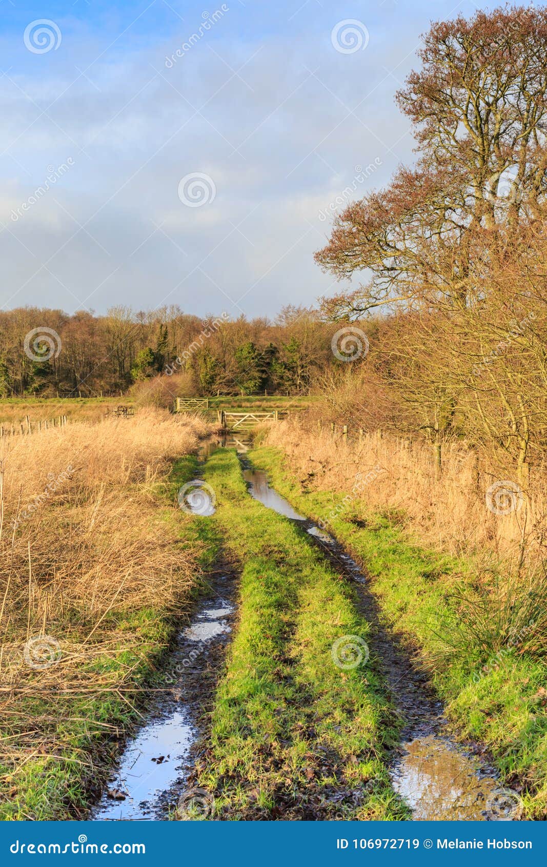 A Wet Pathway stock image. Image of destinations, nature - 106972719