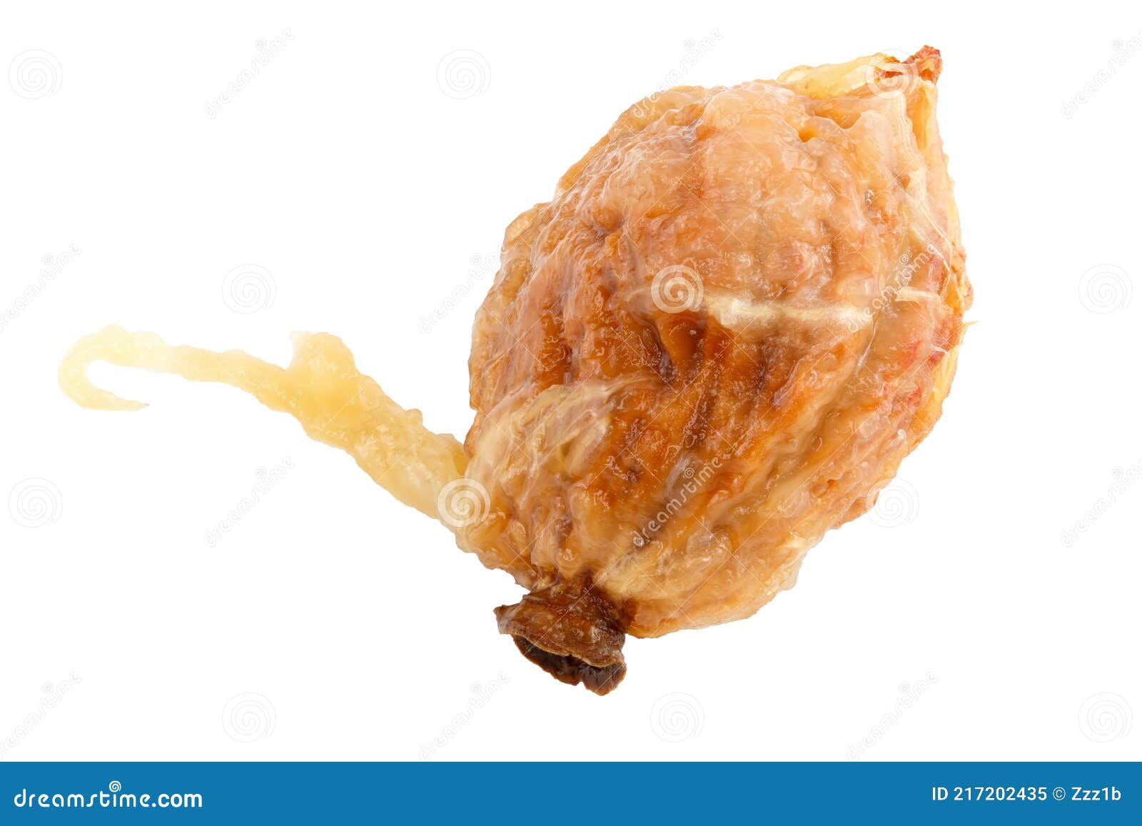 Wet Peach Seed Isolated On White Background Stock Image Image Of