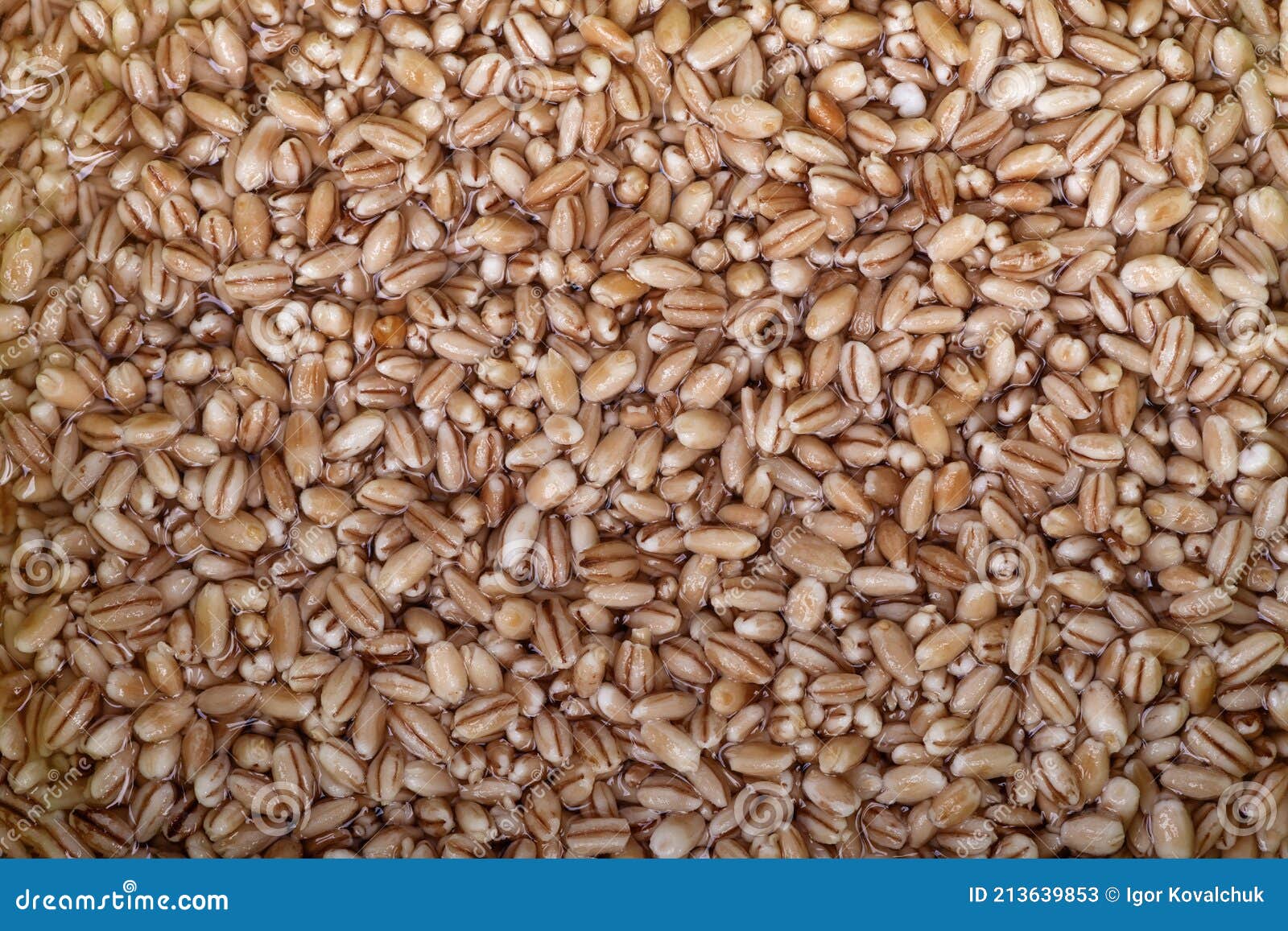 Wet pearl barley seeds stock image. Image of closeup - 213639853