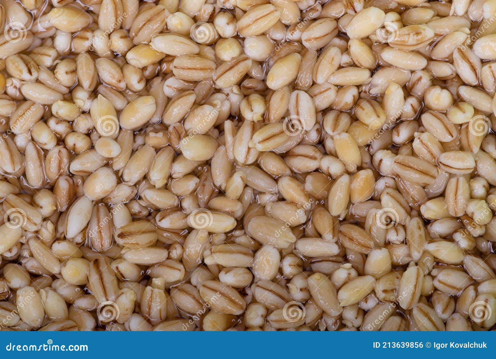 Wet pearl barley stock photo. Image of healthy, pattern - 213639856
