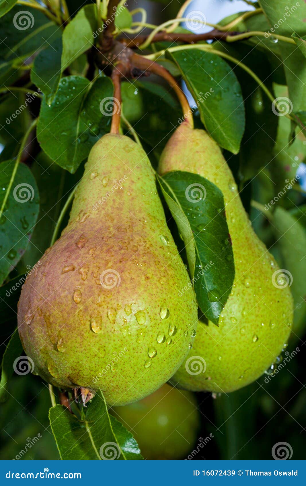 Wet Pears stock image. Image of autumn, gourmet, freshness - 16072439