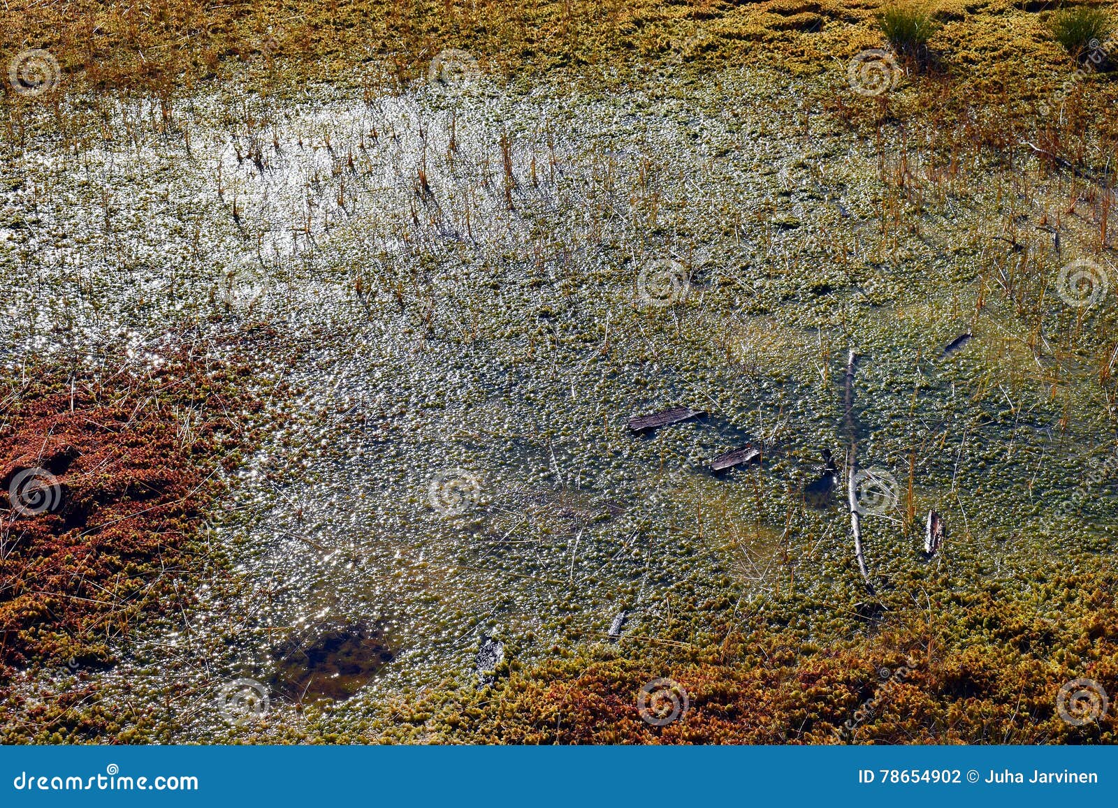 Wet peat stock photo. Image of wilderness, autumn, ground - 78654902