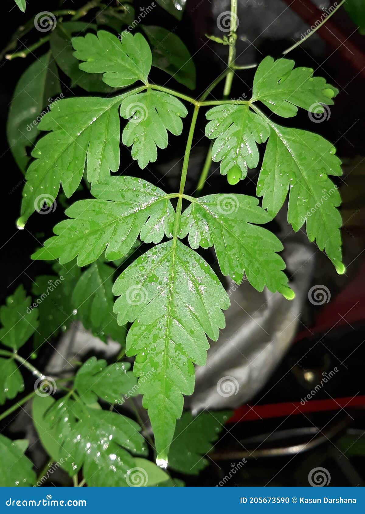 Penala Leaf Stock Photos - Free & Royalty-Free Stock Photos from Dreamstime