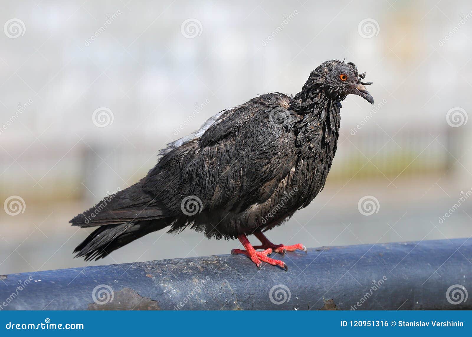 Pigeon on the fence stock photo. Image of angry, feathery - 120951316