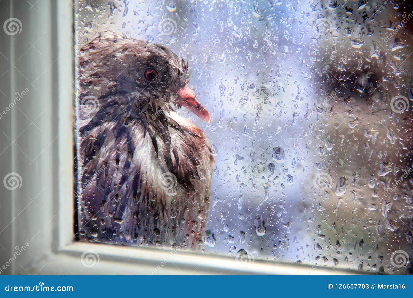 Wet Pigeon Outside the Windows in Raindrops Stock Image - Image of ...