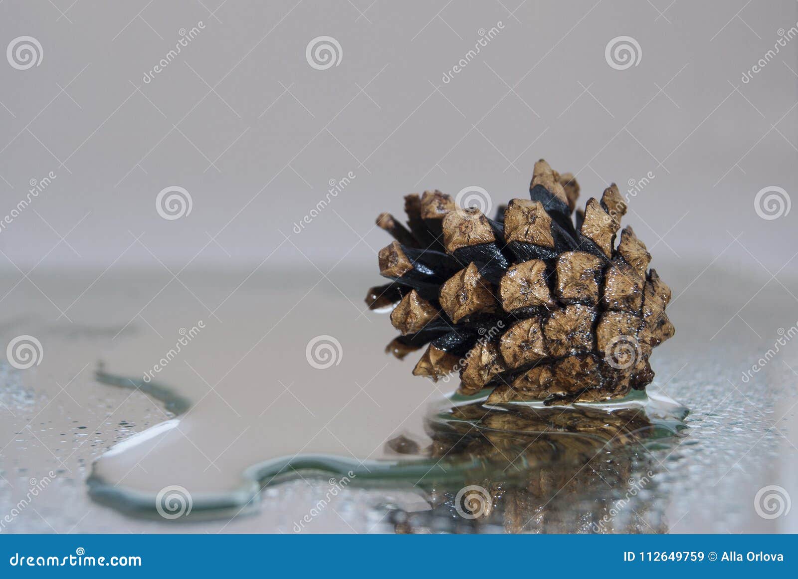 A Wet Pine Cone Lies in a Pool of Water. Stock Image - Image of ...