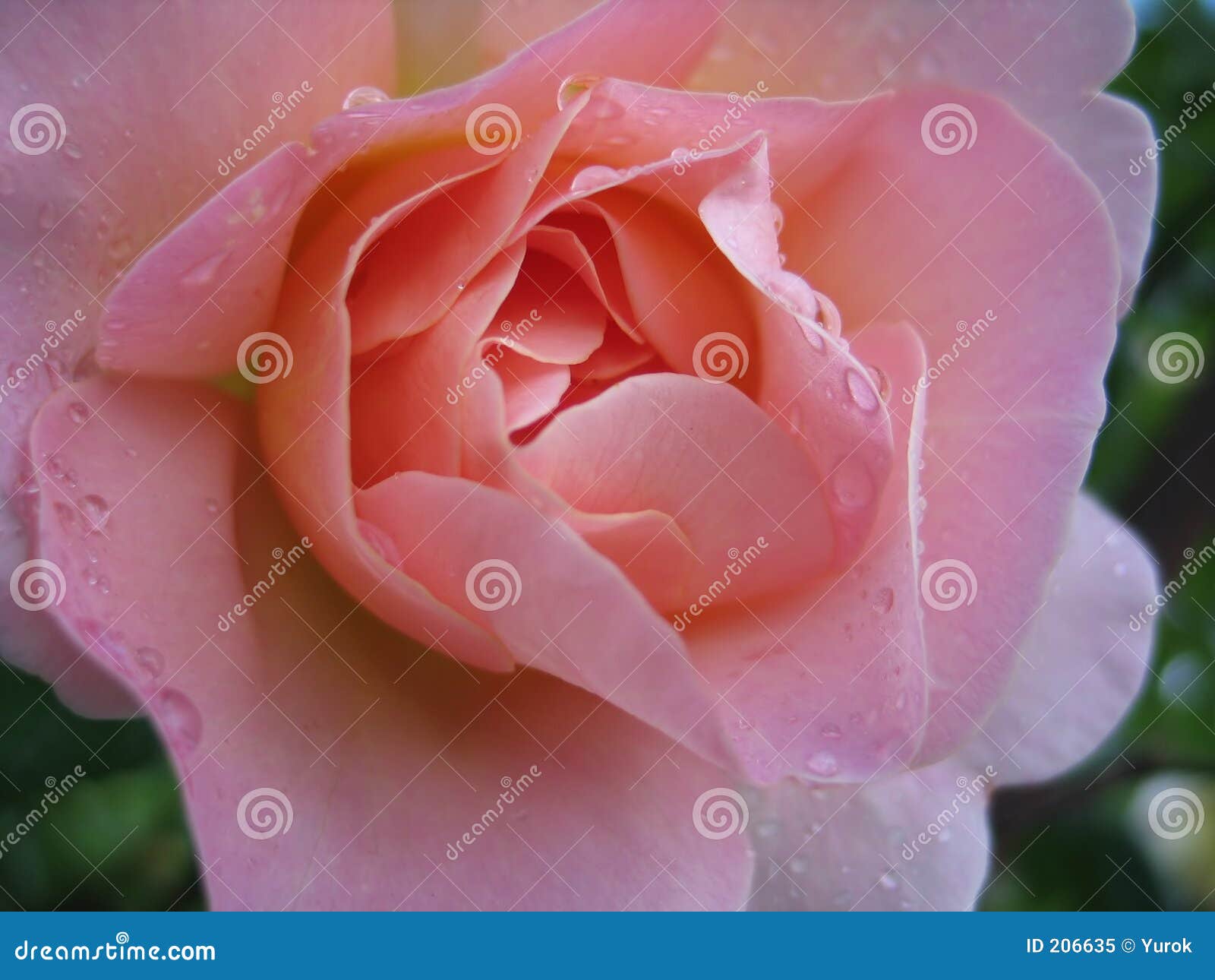 Wet pink rose stock image. Image of orange, odour, grow - 206635