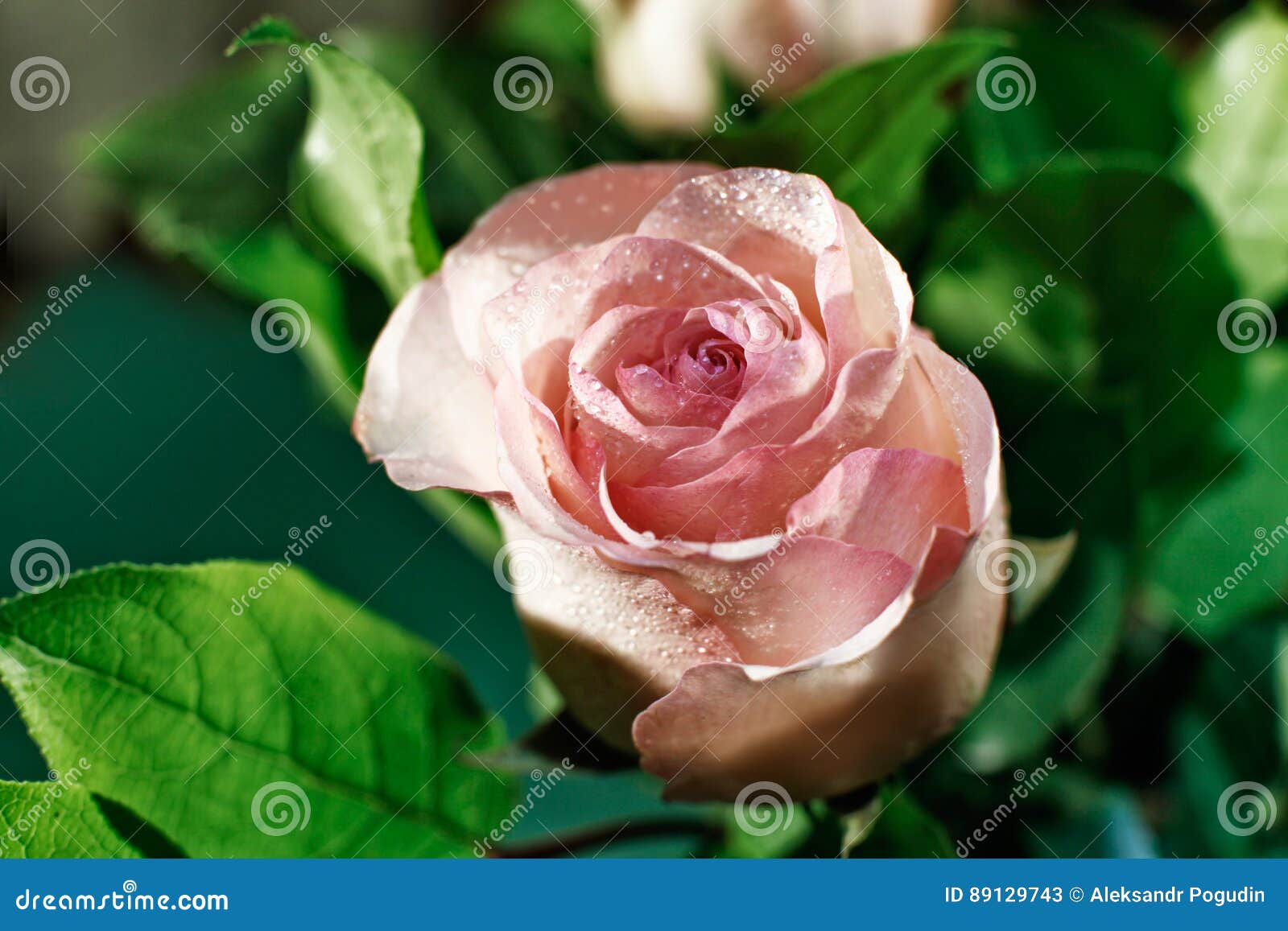 Wet Pink Rose Bud with Drops of Water Flowing Down Stock Image - Image ...