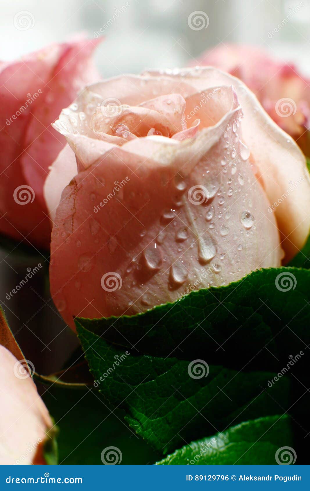 Wet Pink Rose Bud with Drops of Water Flowing Down Stock Photo - Image ...
