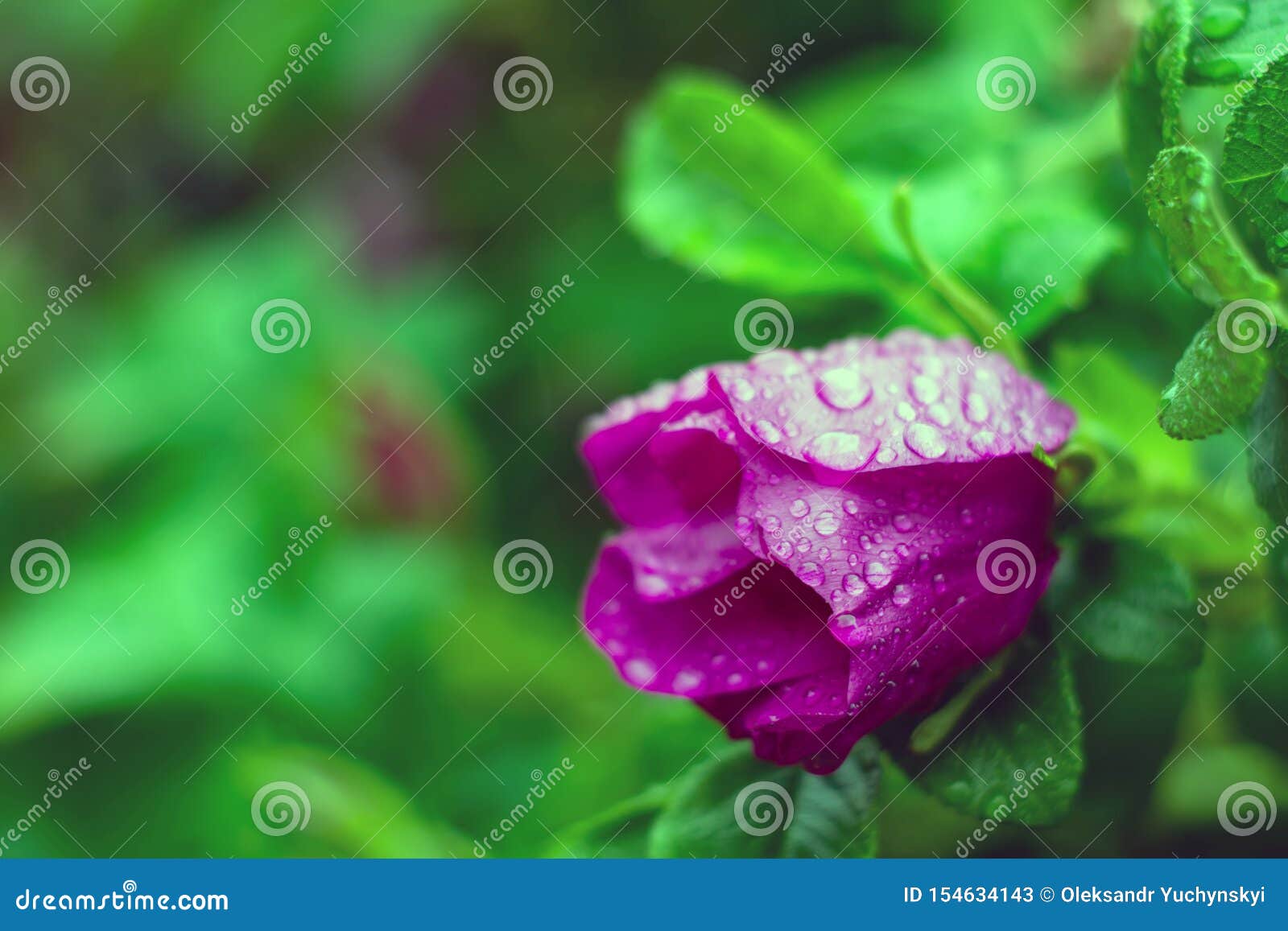 Wet Pink Rose Buds in the Rain Stock Image - Image of closeup ...