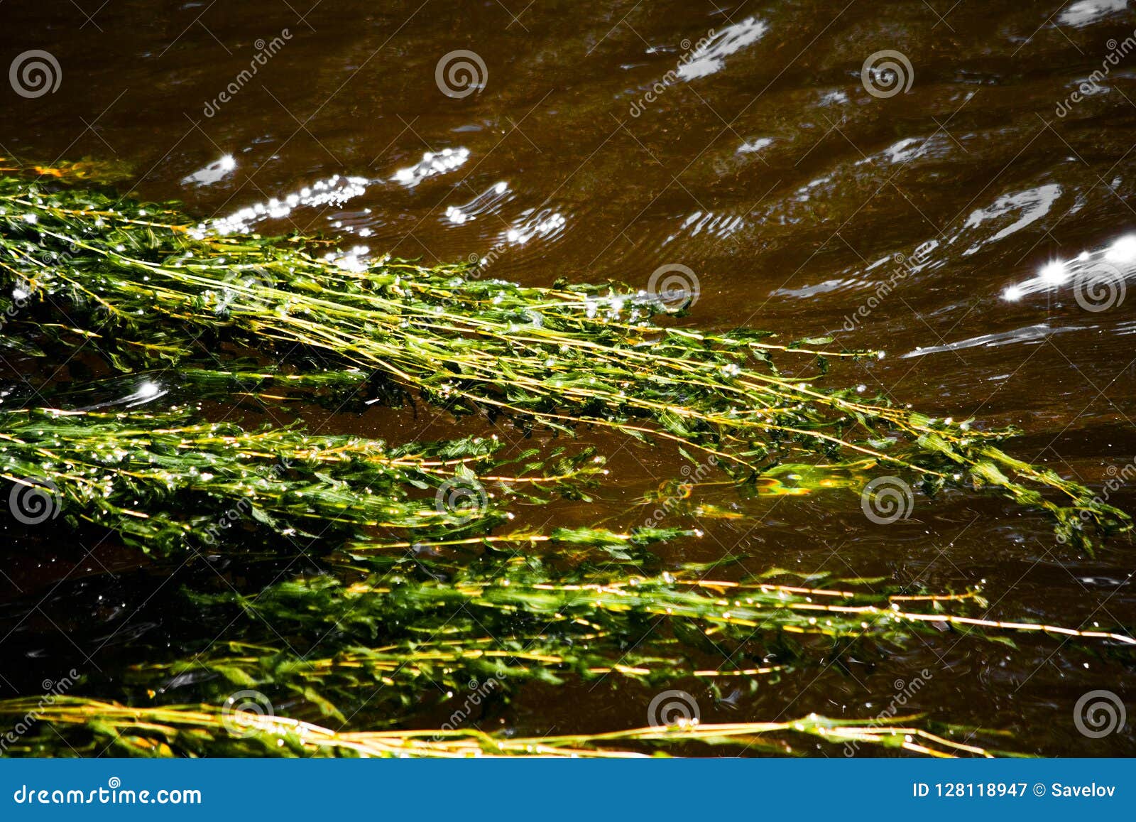 Wet Plants in the Water Stream Stock Image - Image of season, freshness ...