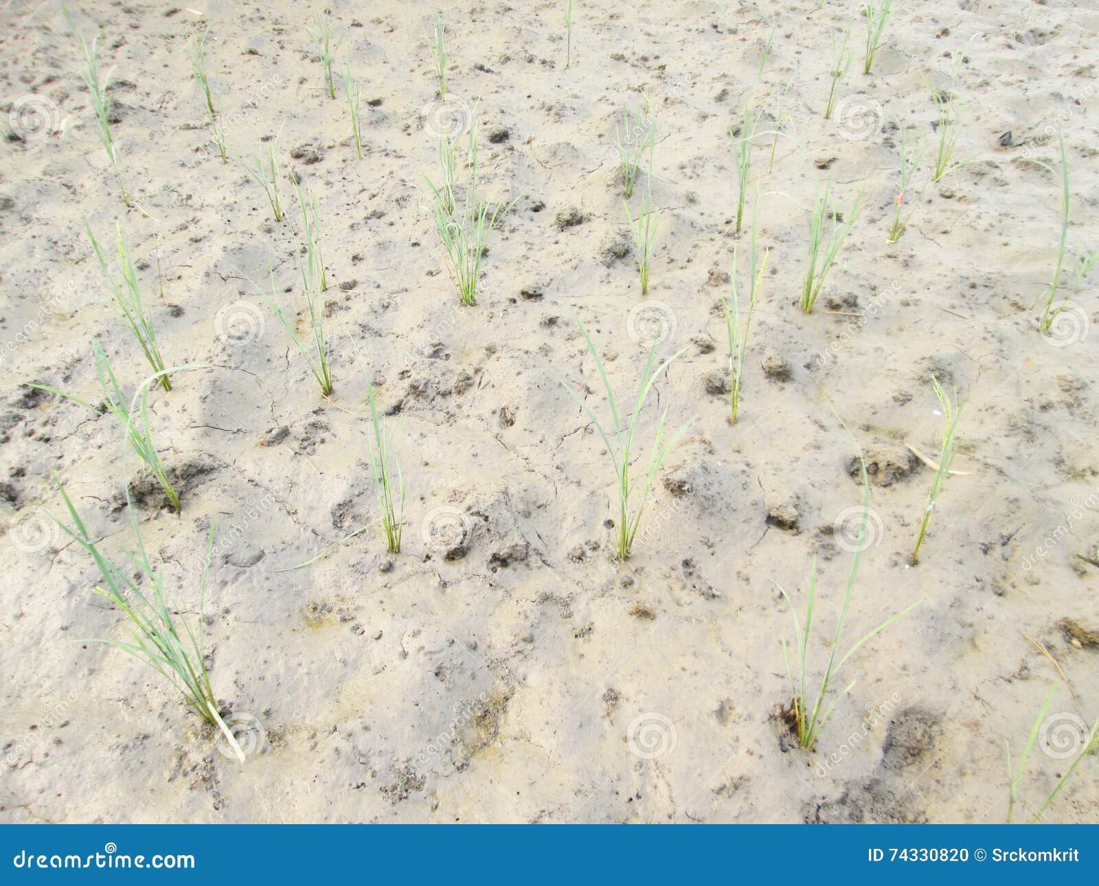 Wet ploughed rice field stock photo. Image of field, country - 74330820