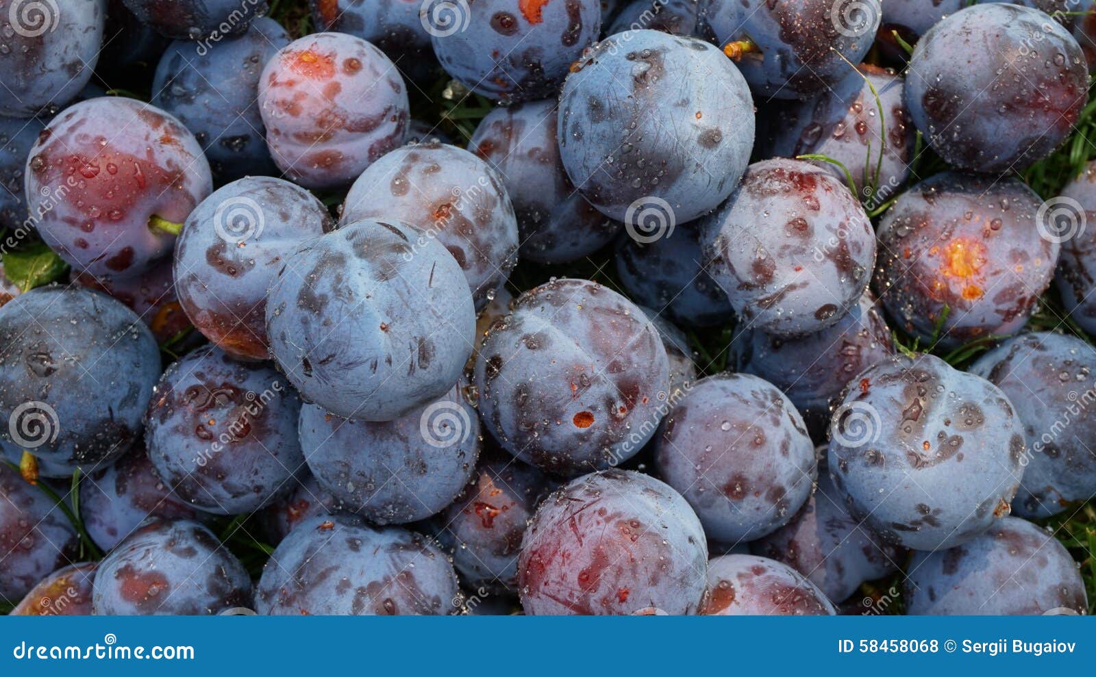 Wet plums stock photo. Image of plum, nutrition, italian - 58458068