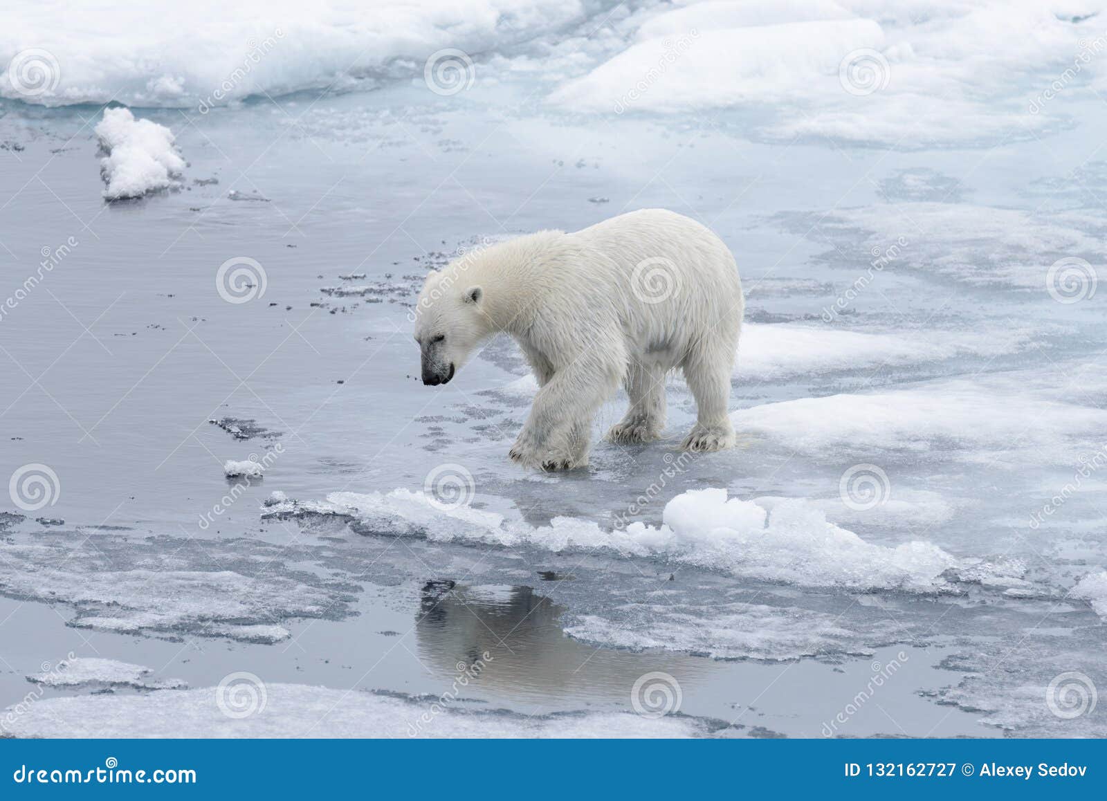 Wet Polar Bear Going on Pack Ice in Arctic Sea Stock Image - Image of ...
