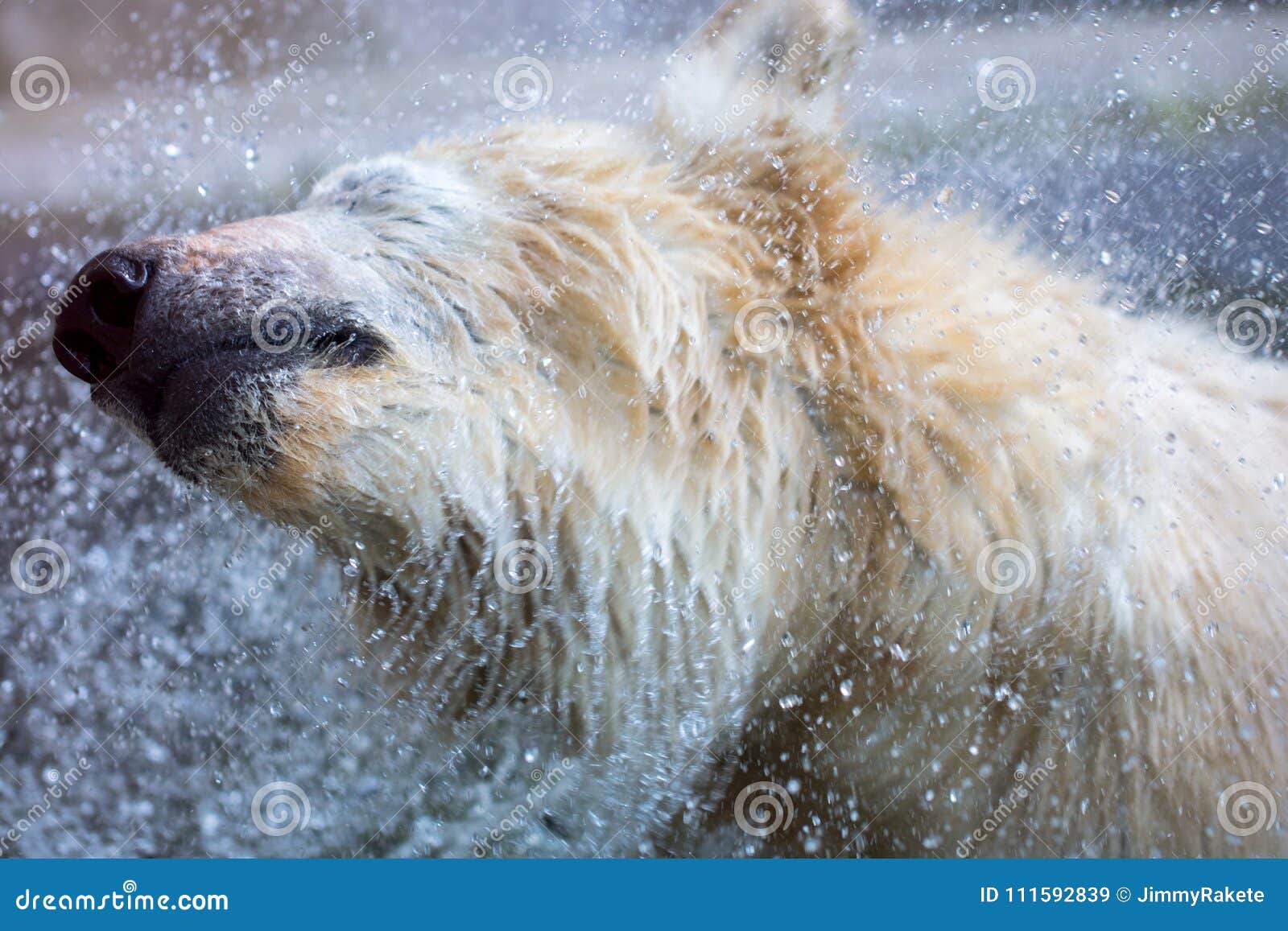Wet Polar Bear Shaking - Water Drops Stock Image - Image of hunt ...