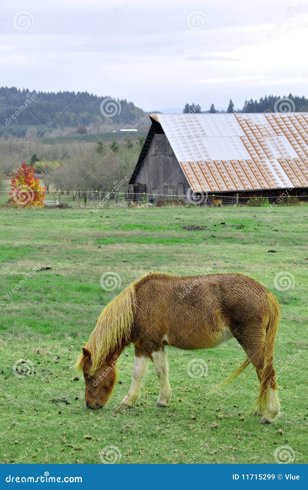 Wet Pony Eating Grass in Front of Barn Stock Image - Image of field ...