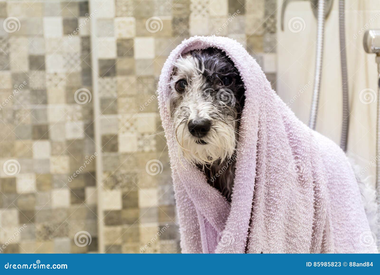Wet Poodle Dog with Towel in the Bathroom Stock Image - Image of doggy ...