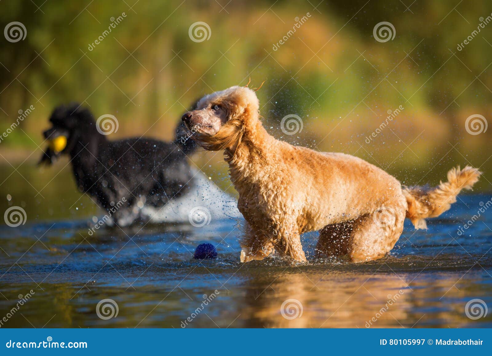 Wet poodle shaking the fur stock image. Image of animal - 80105997
