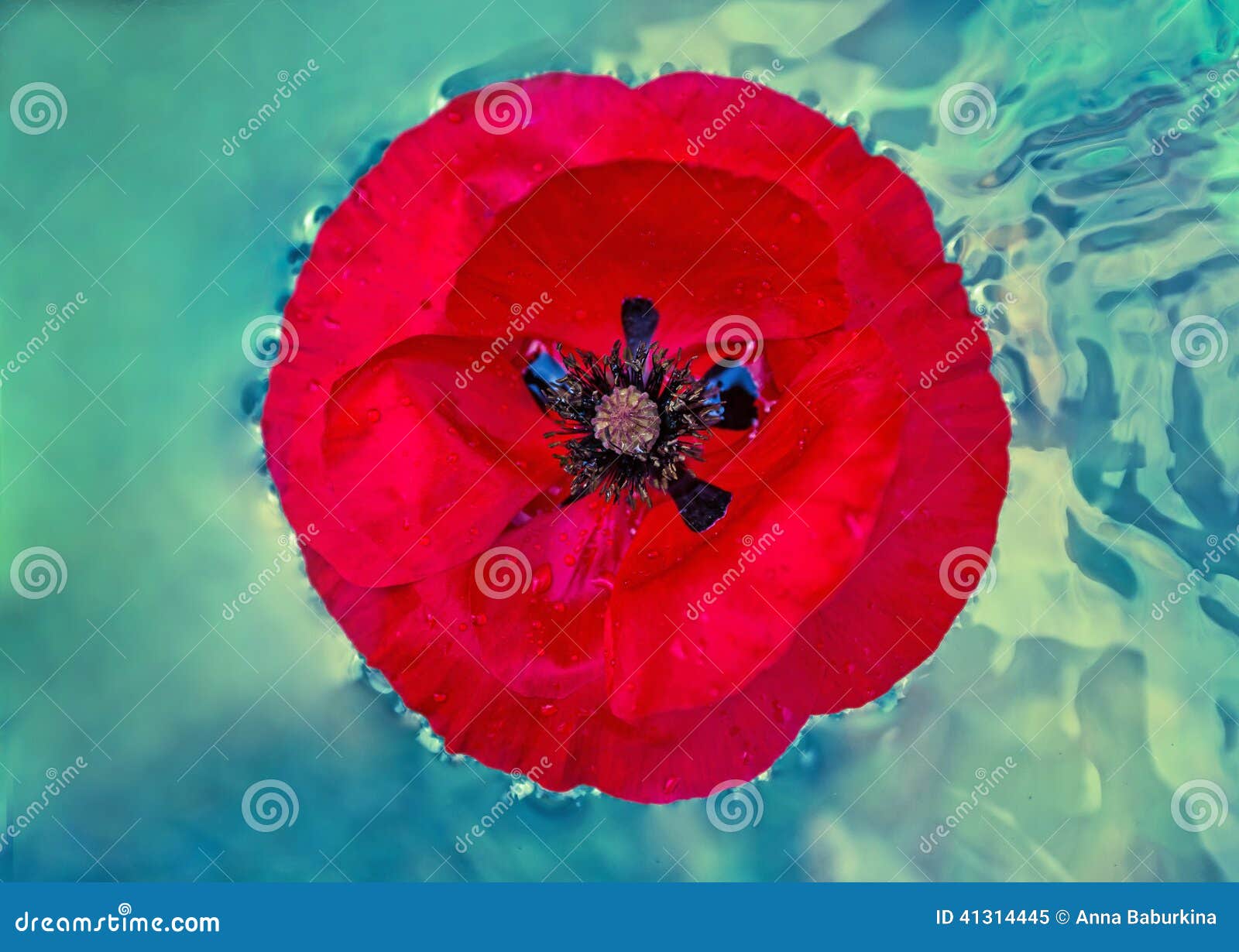 Wet poppy in the water. stock image. Image of finest - 41314445