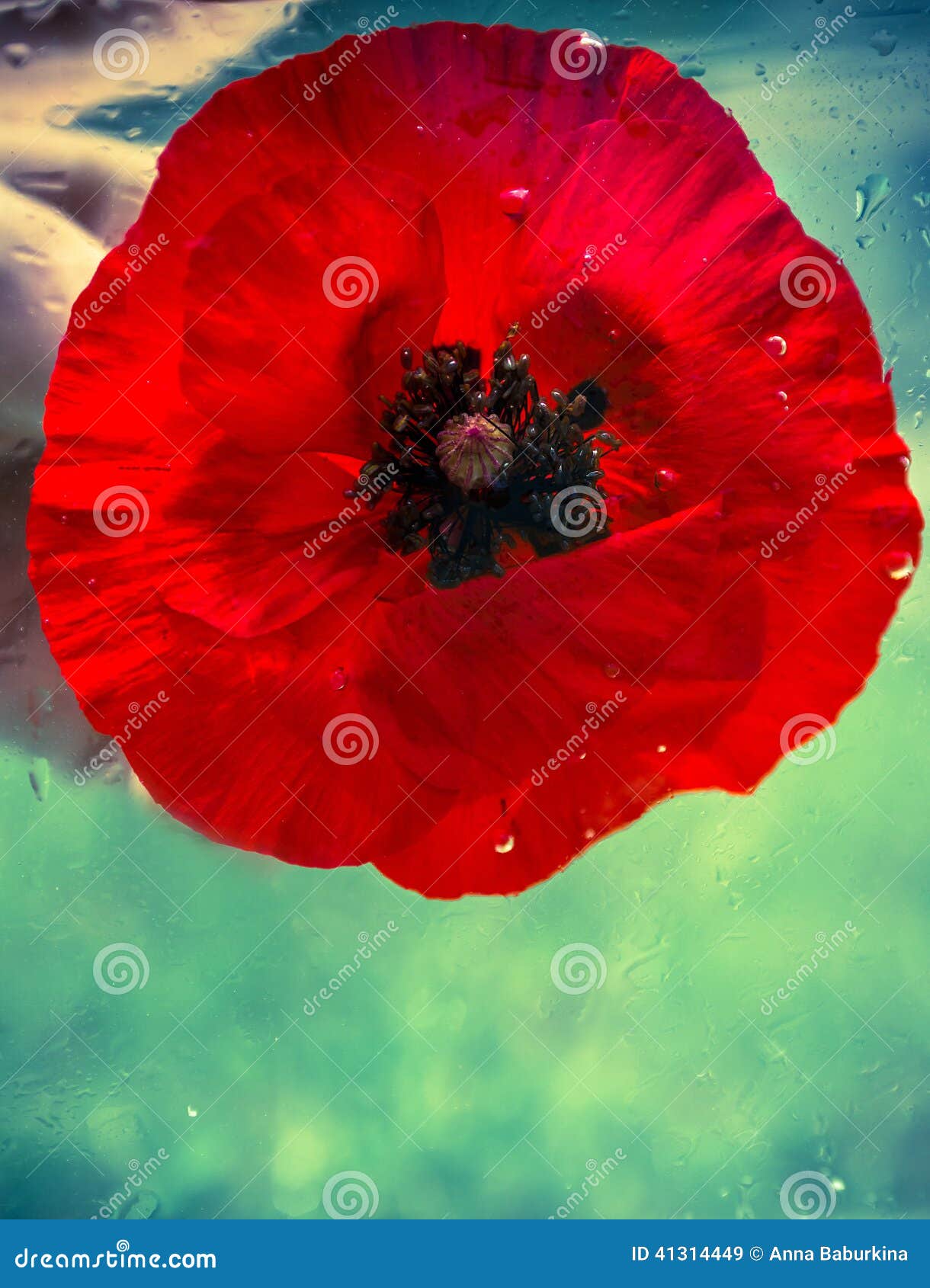 Wet poppy in the water. stock image. Image of clouds - 41314449