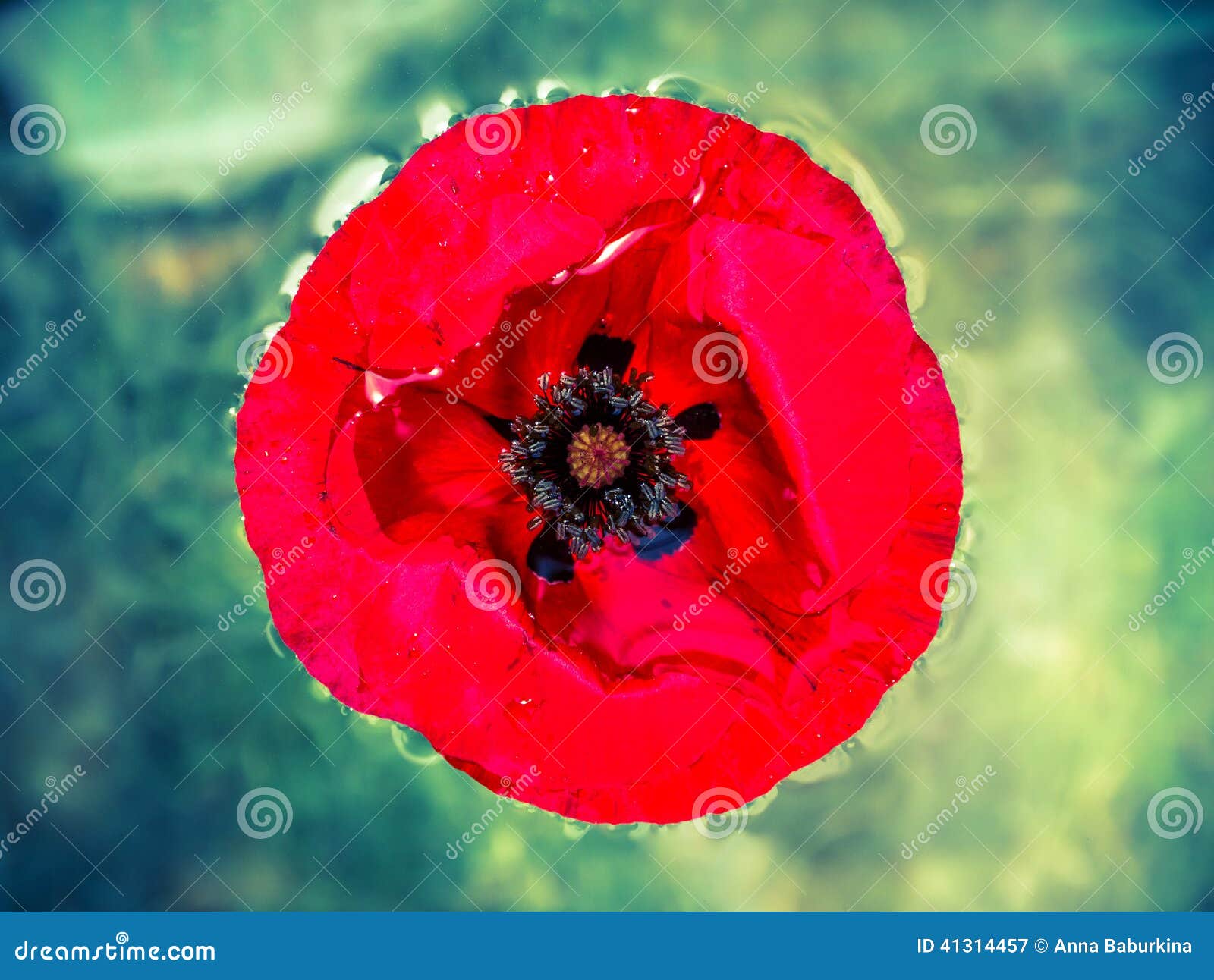 Wet poppy in the water. stock image. Image of composed - 41314457