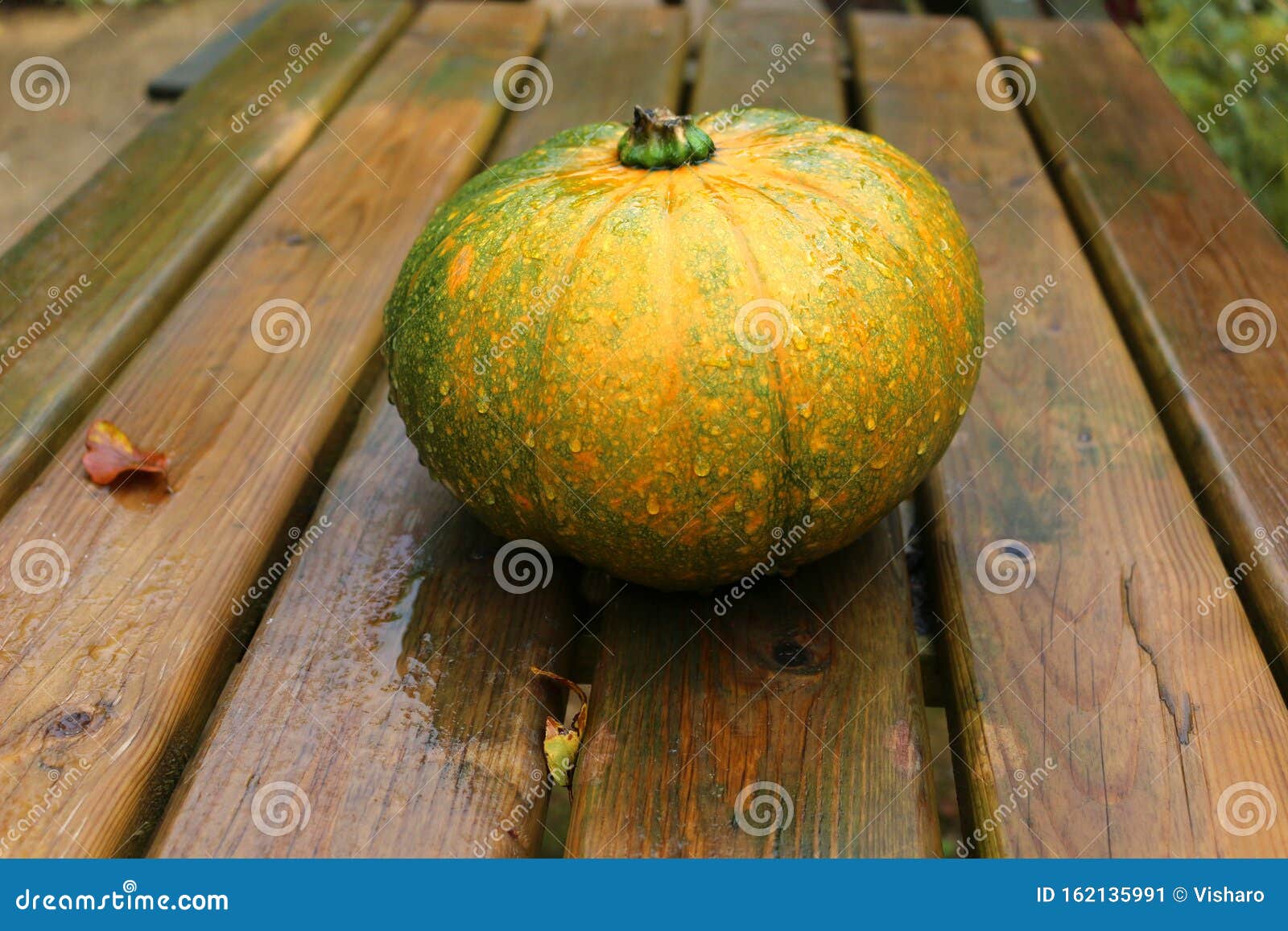 Wet Pumpkin stock image. Image of fresh, holiday, raindrops - 162135991