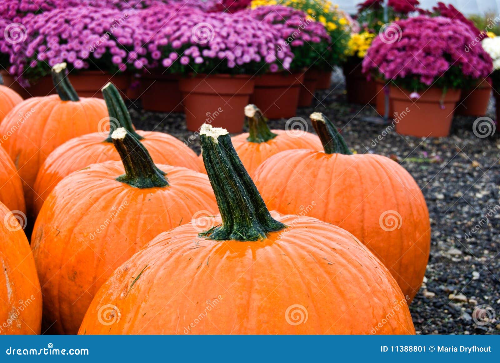 Wet pumpkins and mums stock image. Image of rain, pumpkin - 11388801