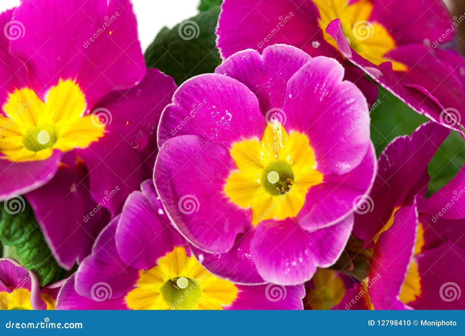 Wet Purple Primrose , Close Up Stock Photo - Image of nature, flower ...