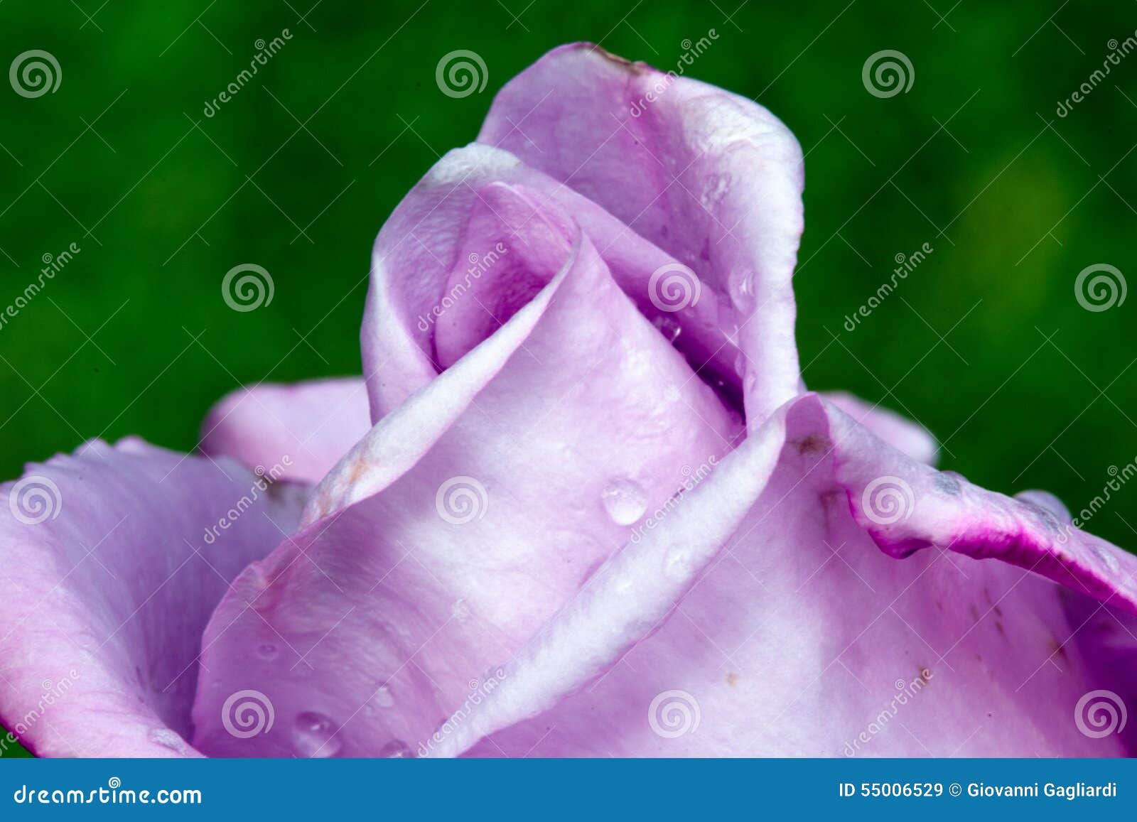 Wet Purple Rose stock image. Image of love, freshness - 55006529