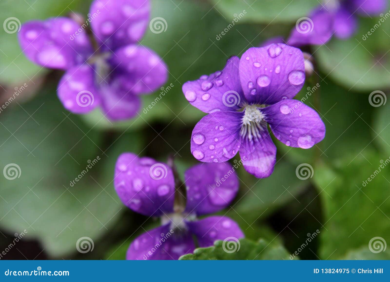 Wet Purple Violets stock image. Image of lilacs, spring - 13824975
