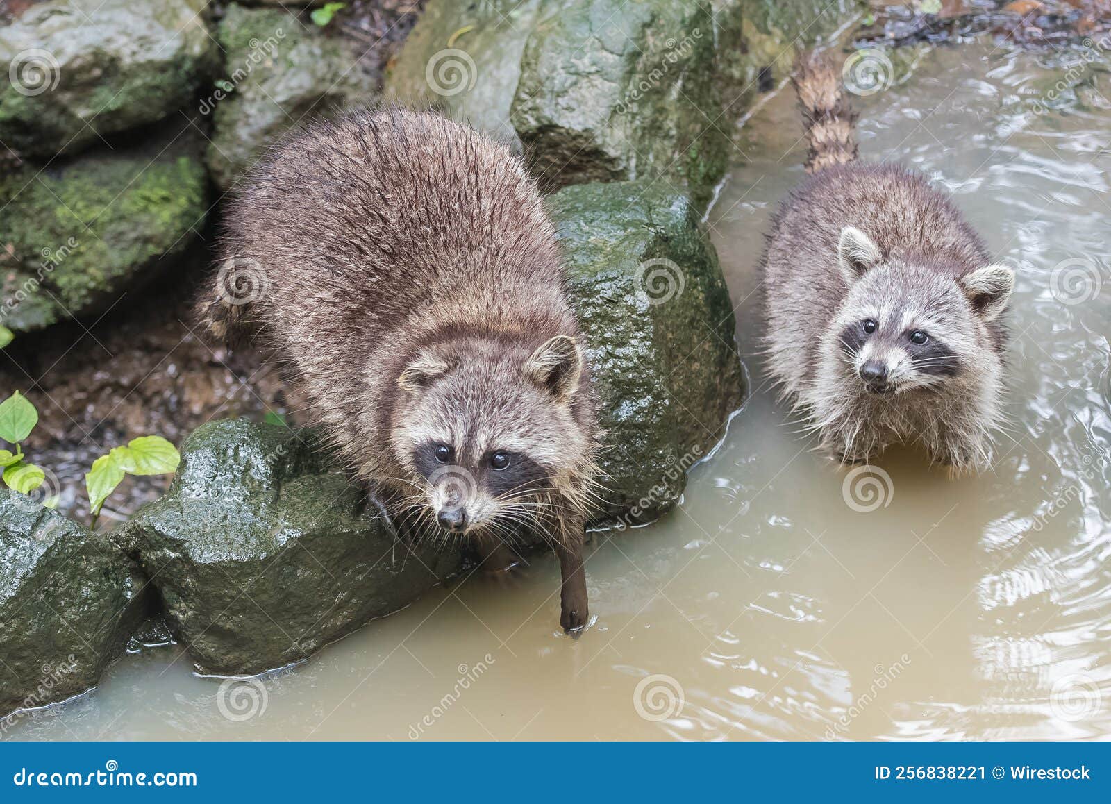 Wet Raccoon Climbing in the River Stock Image - Image of common, lotor ...