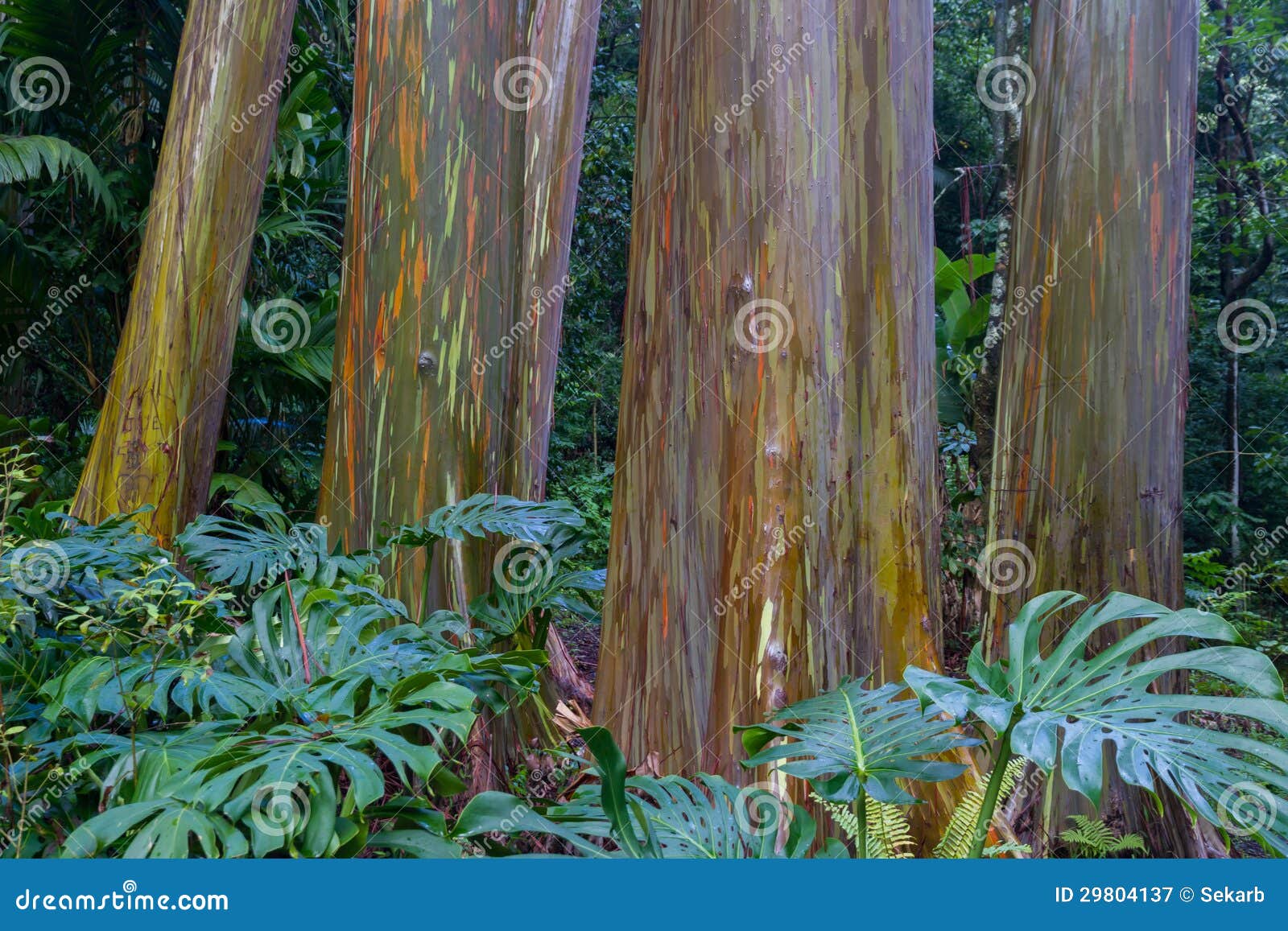 Rainbow Eucalyptus Trees stock image. Image of natural - 29804137
