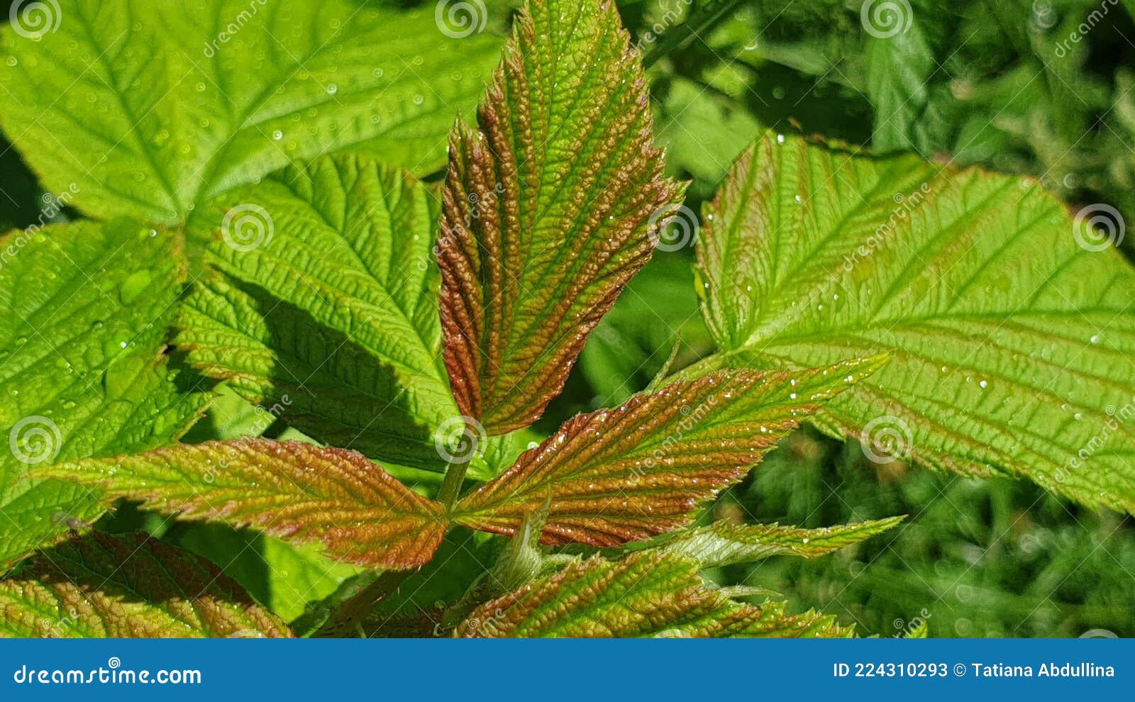 Wet Raspberry Leaves after Rain Stock Image - Image of young, leav ...