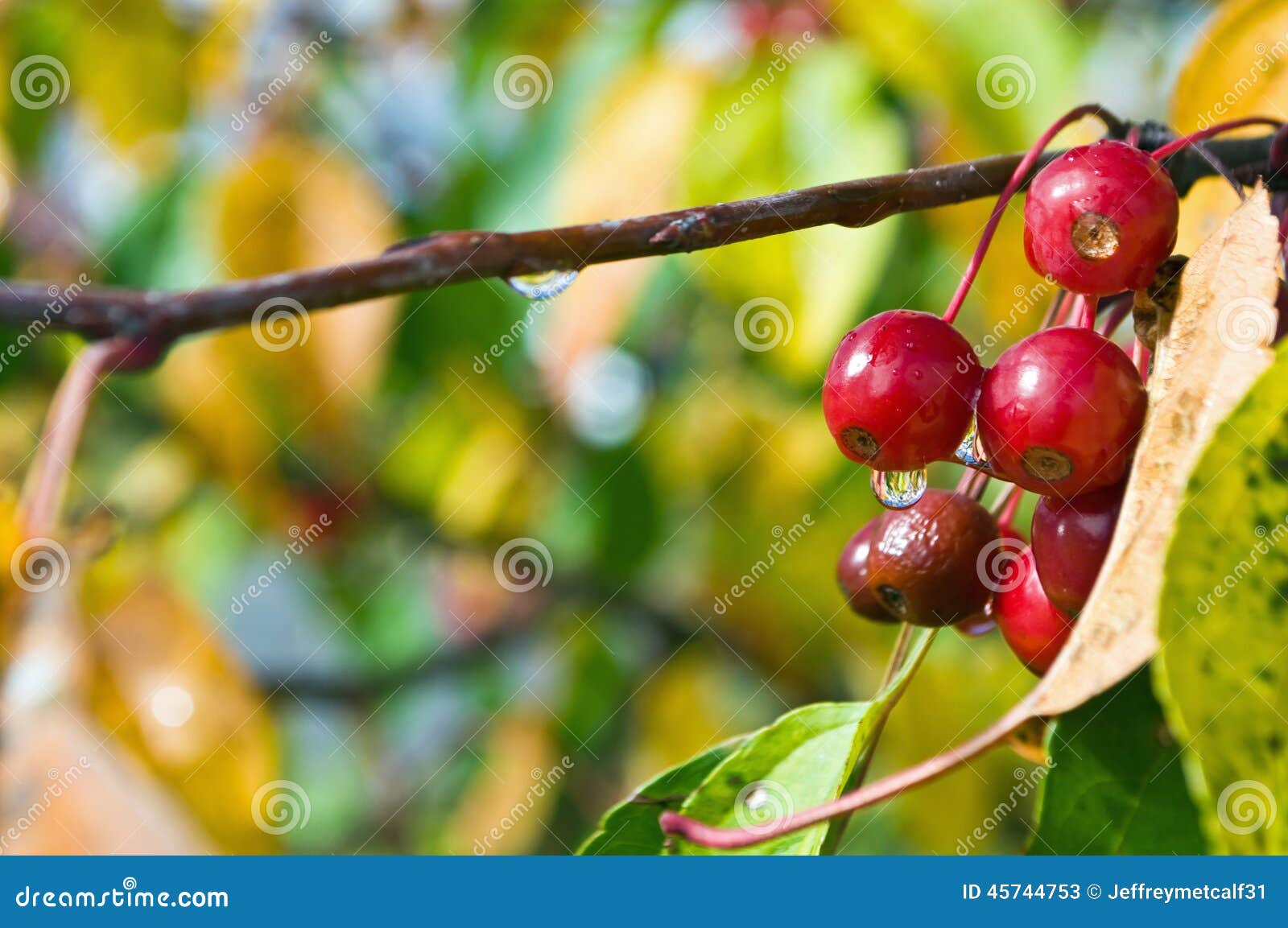 Wet Red Berries stock image. Image of green, water, tree - 45744753
