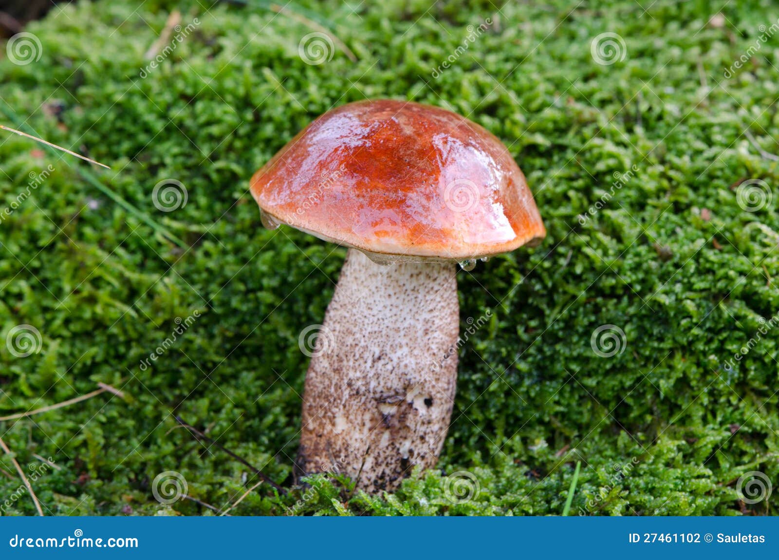 Wet Red Cap Scaber Stalk Mushroom on Moss Stock Photo - Image of diet ...