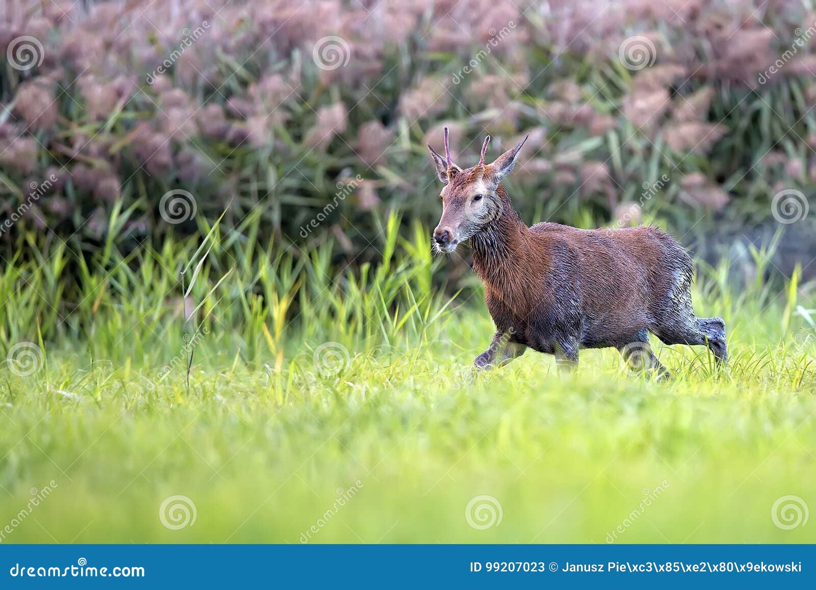 Wet red deer in a clearing stock image. Image of animal - 99207023