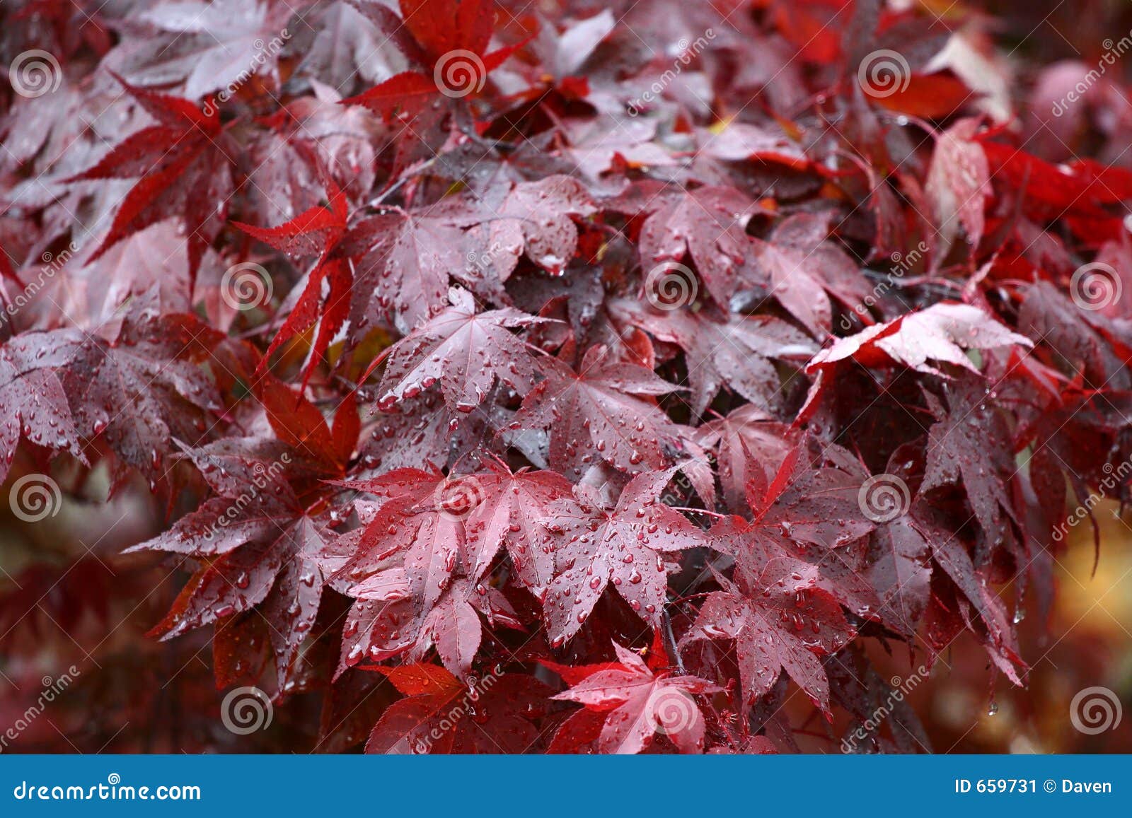 Wet Red Maple 1 stock image. Image of color, rain, background - 659731