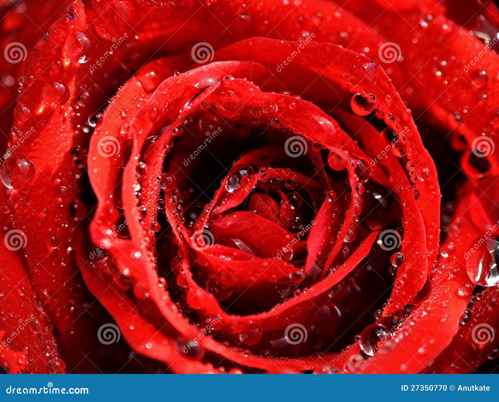 Wet red rose stock photo. Image of smell, lovely, drops - 27350770