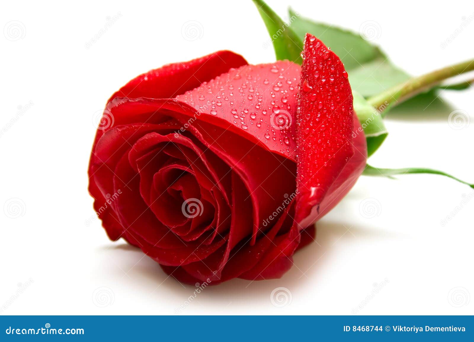 Wet red rose stock photo. Image of nature, macro, fragrant - 8468744