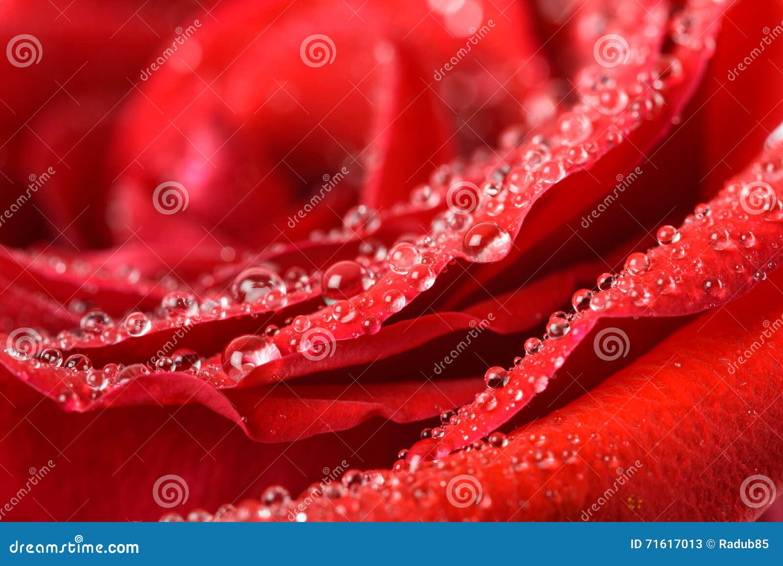 Wet Red Rose Close Up with Water Drops Stock Image - Image of pattern ...