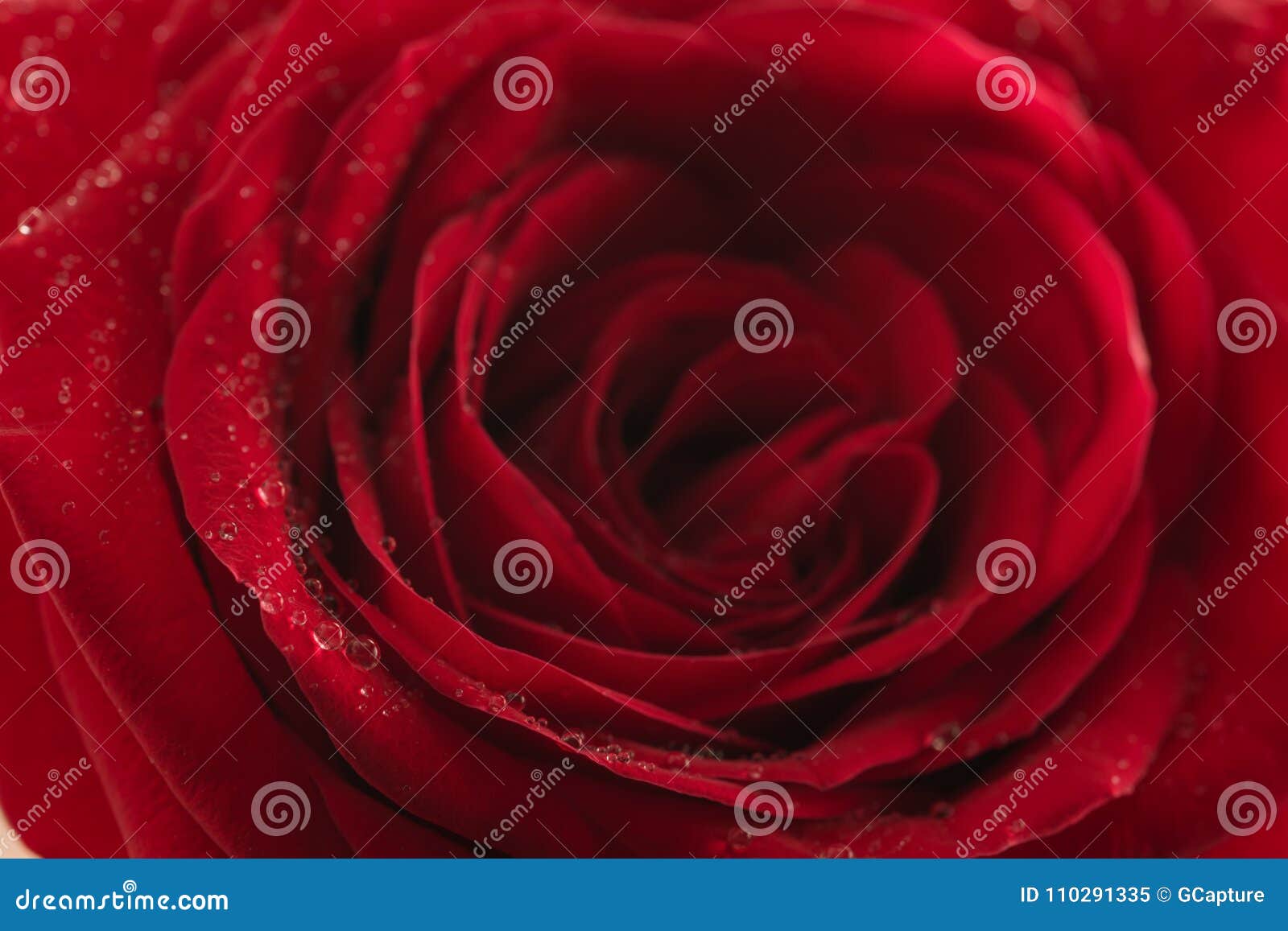 Wet Red Rose Flower Closeup Stock Image - Image of flower, petal: 110291335