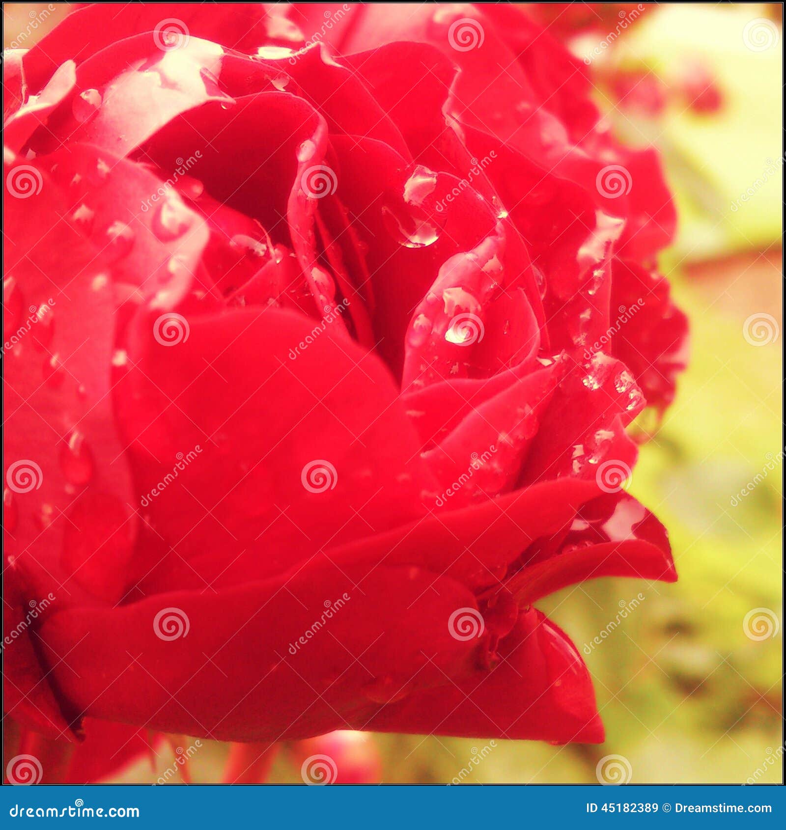 Wet red rose stock image. Image of beautiful, garden - 45182389