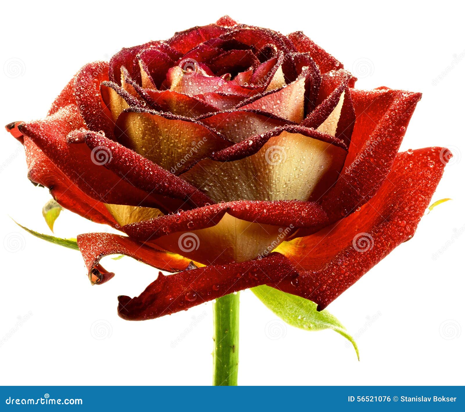Wet Red Rose Macro Isolated Stock Photo - Image of sensual, roses: 56521076