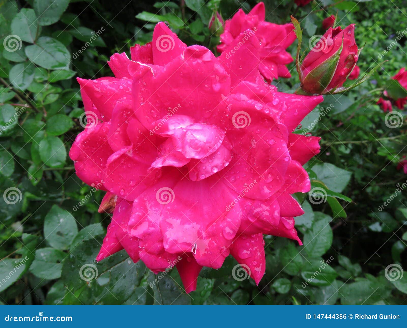 Wet Red Rose in May stock photo. Image of rain, leaves - 147444386