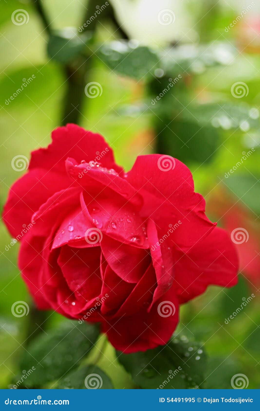 Wet red rose stock image. Image of blossoming, flowers - 54491995