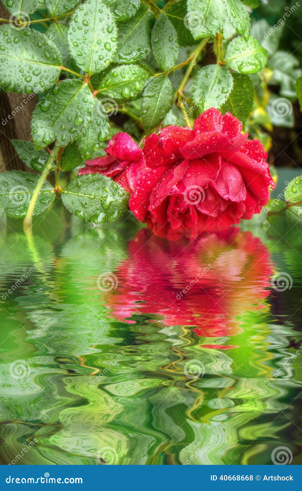 Wet Red Roses stock illustration. Illustration of beautiful - 40668668